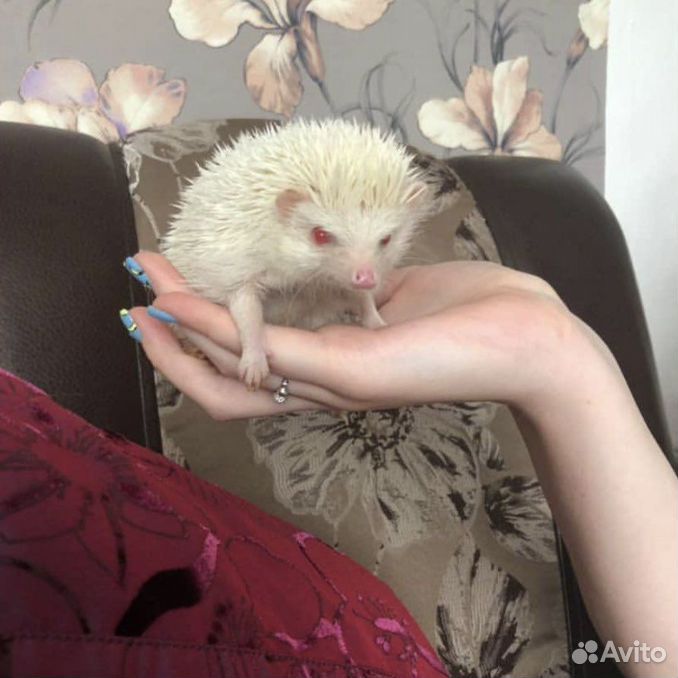 Карликовый ежик