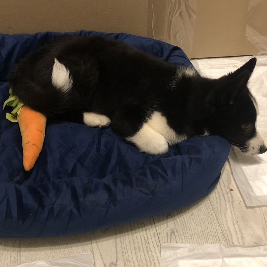 Щенок русско - европейской лайки