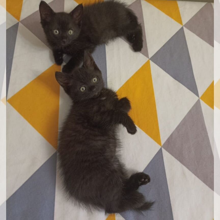 Котята ищут дом