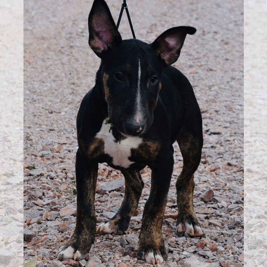 Бультерьер, щенок