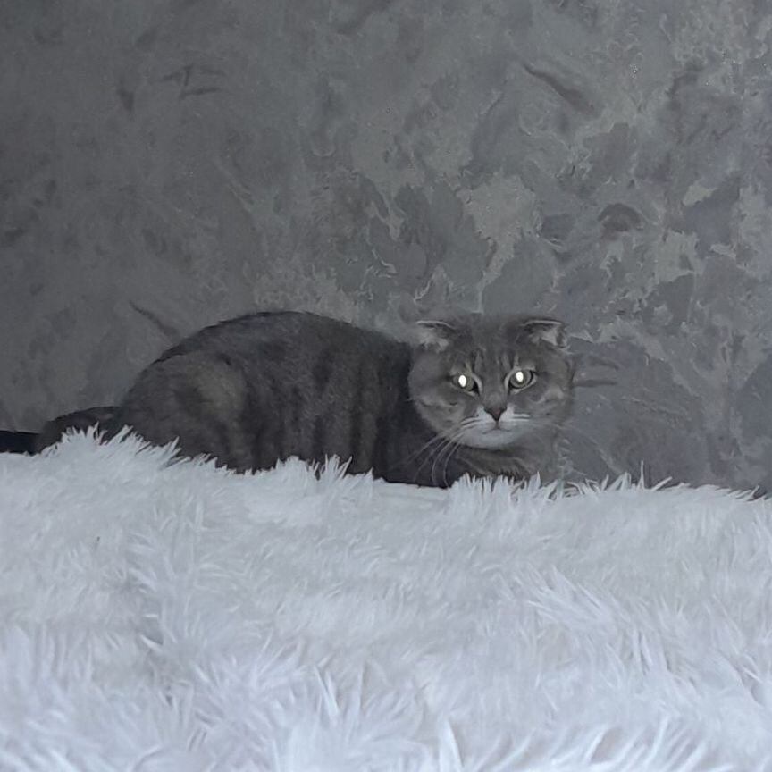 Шотландская кошка