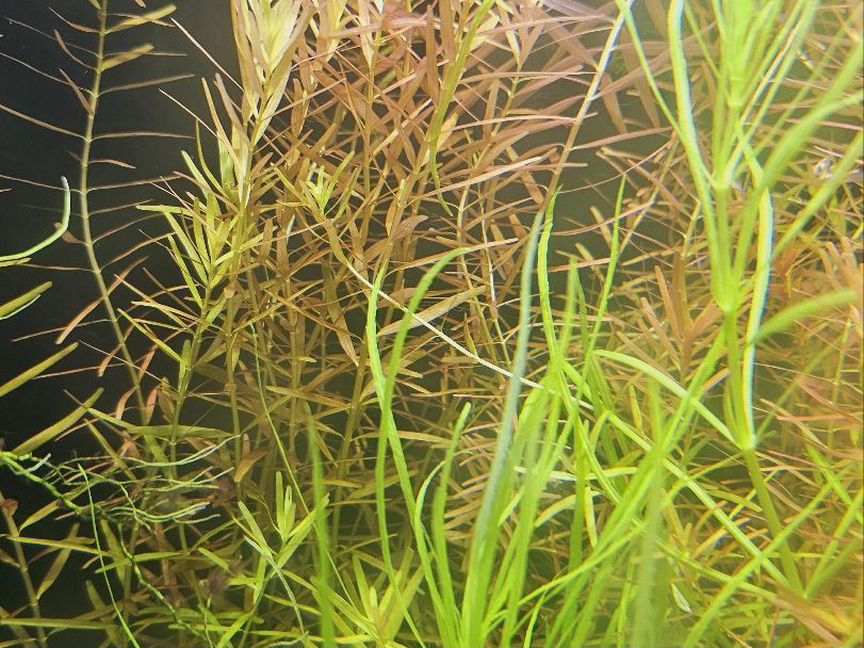 Аквариумное растение(бронь)