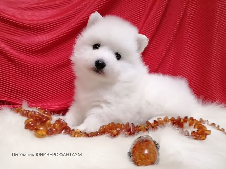 Красивые девочки породы японский шпиц