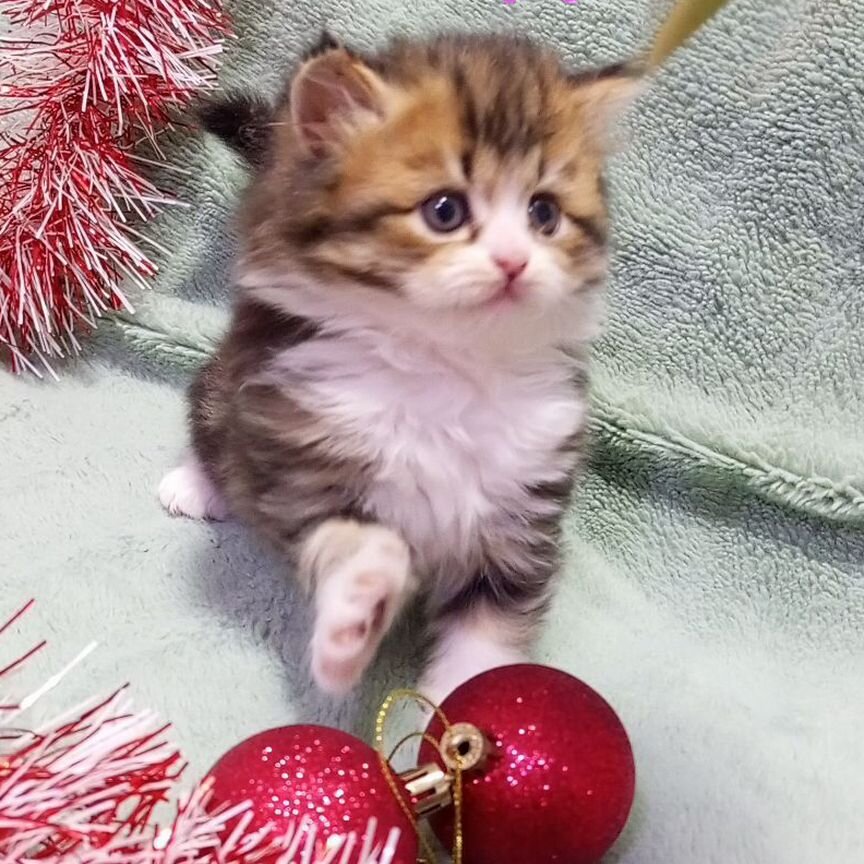 Шотландский прямоухий длинношёрстный котёнок
