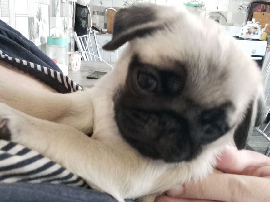 Щенки мопса