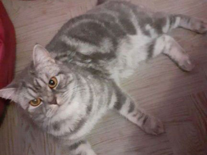 Британские котята