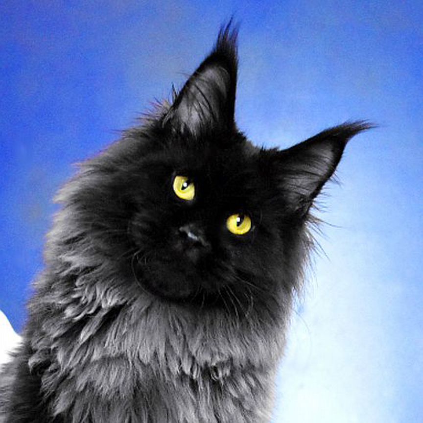 Котенок мейн кун