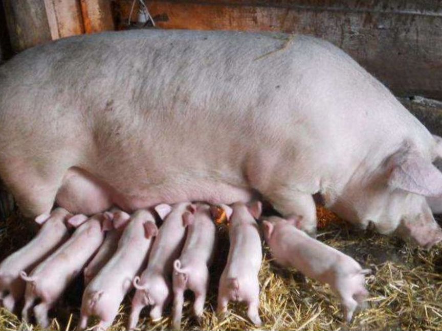 Свиноматка, станок