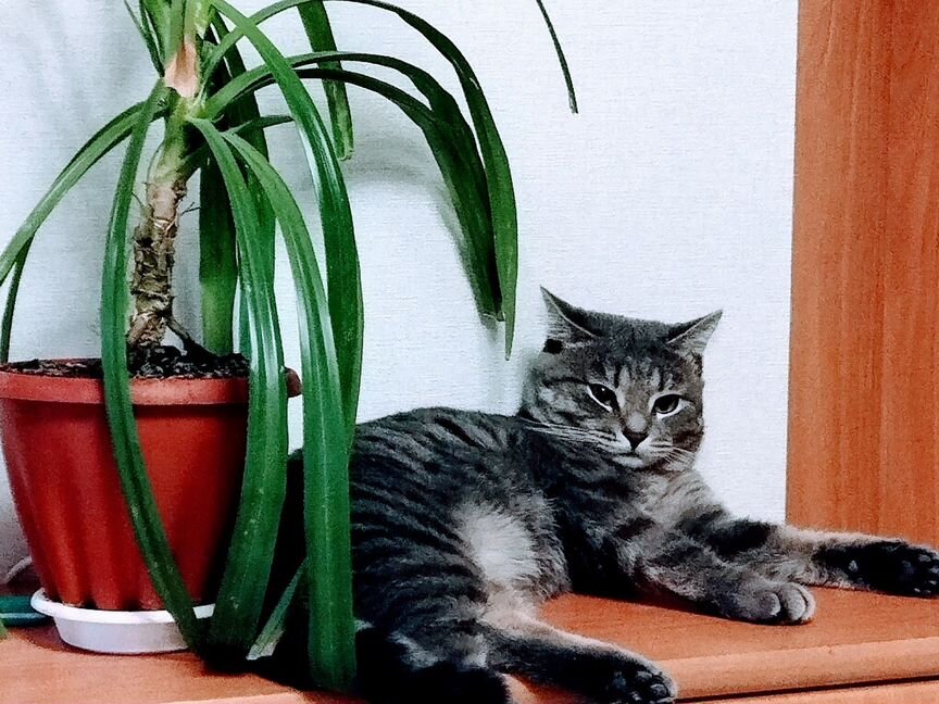 Молоденький котик
