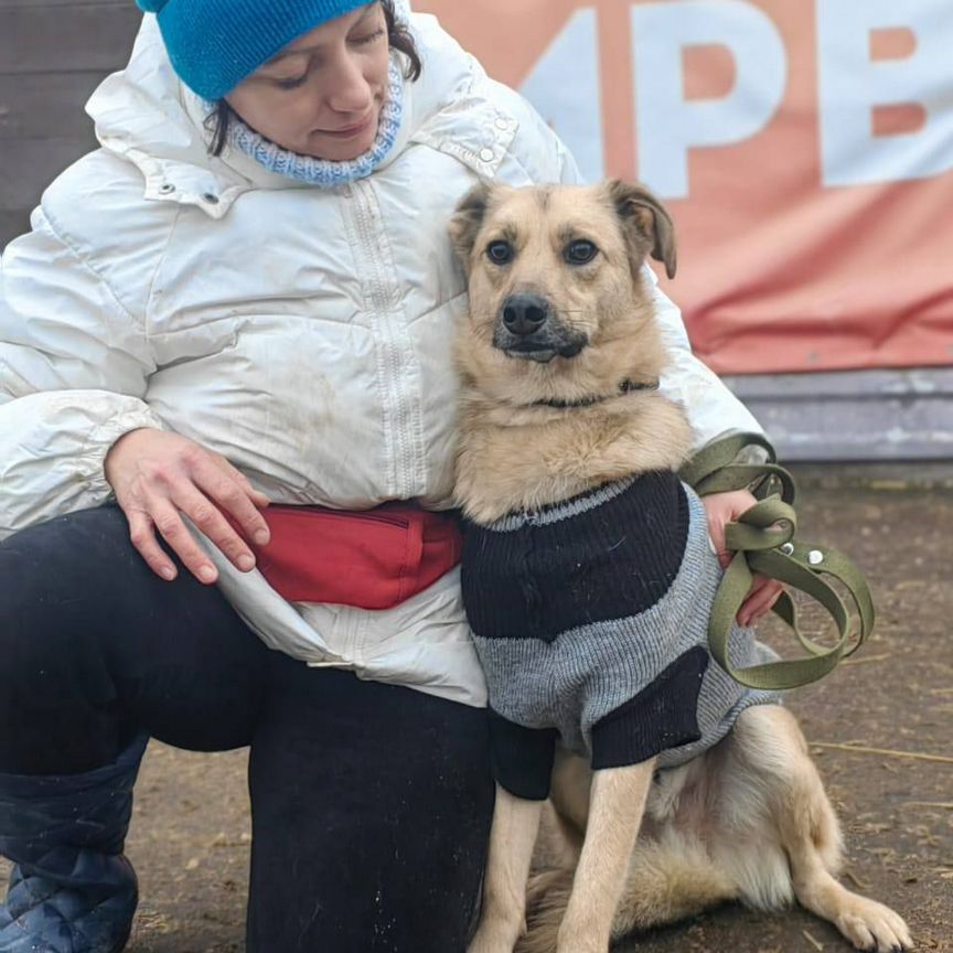 Щенок-подросток Коля мёрзнет в приюте