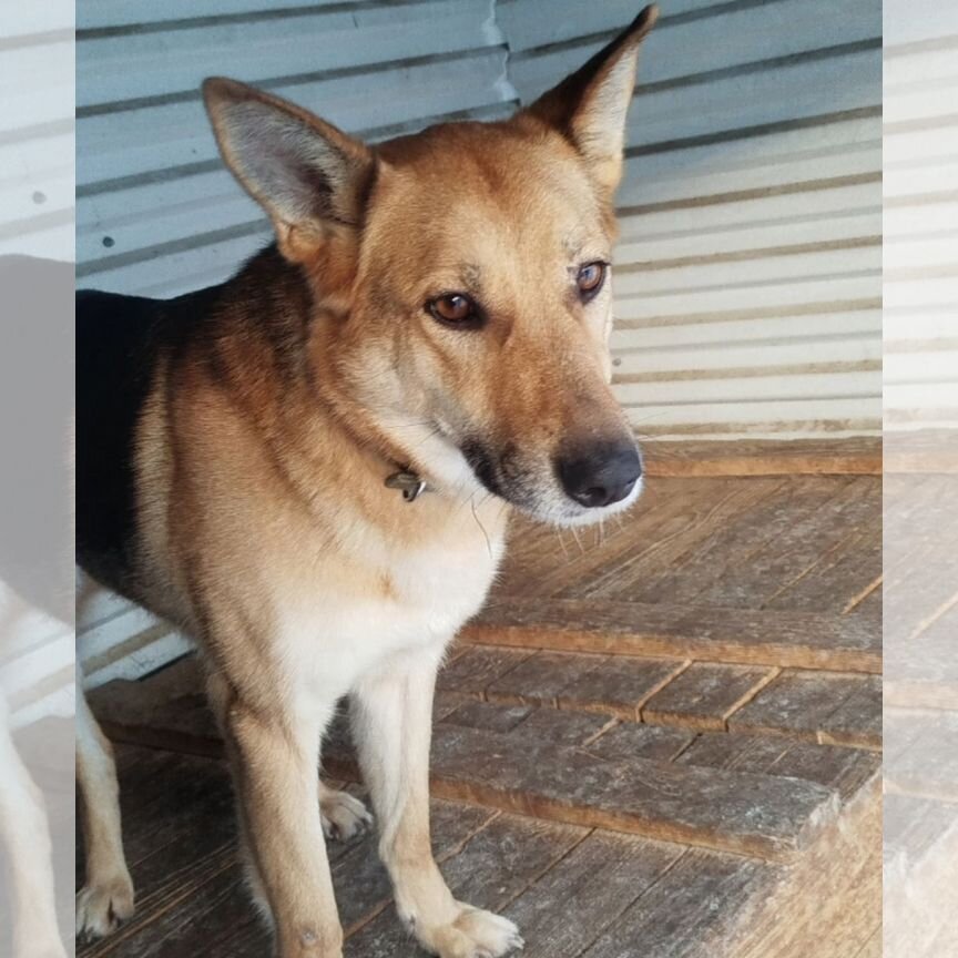 Взрослая собака в добрые руки