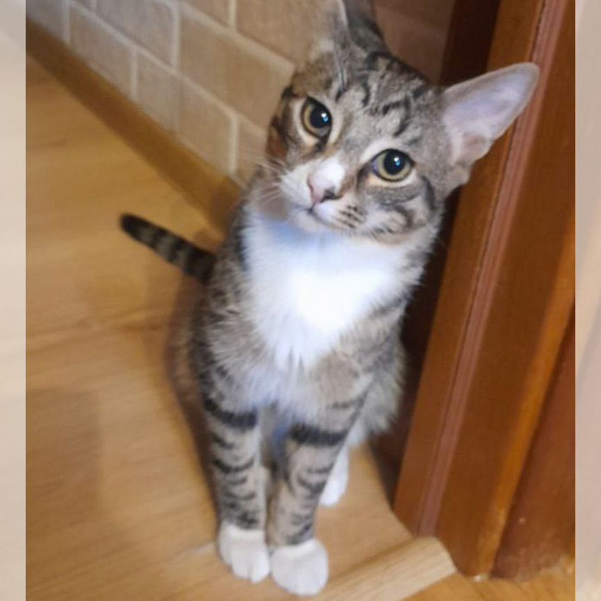 Котёнок в добрые руки