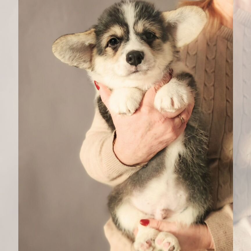 Вельш Корги Пемброк, щенок