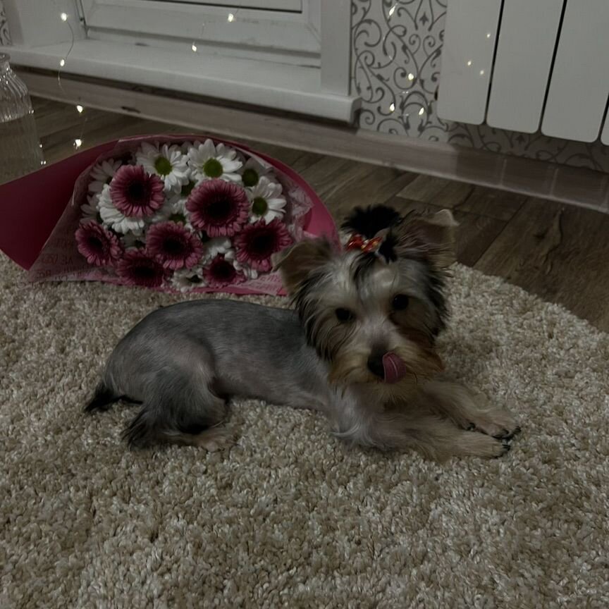 Йоркширский терьер, мальчик