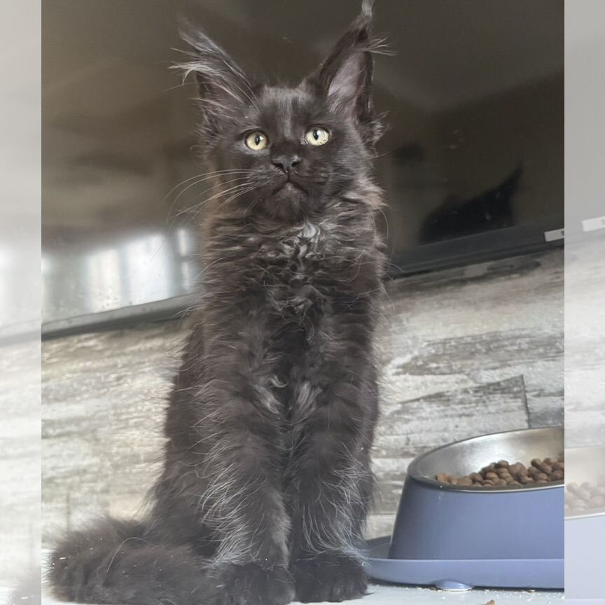 Мейн-кун котёнок