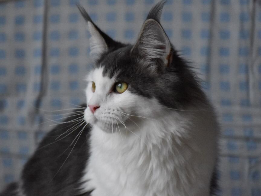 Котята мейн-кун