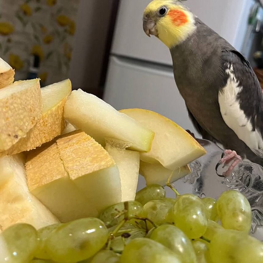 Попугай с клеткой