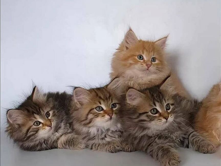 Сибирские котята