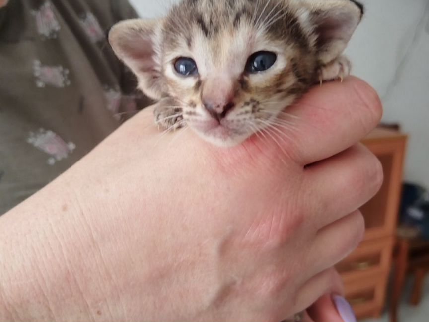 Ориентальная кошка