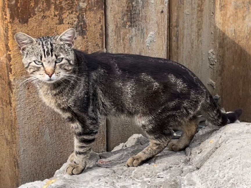 Молодой котик метис бенгальского, не больше 2 лет