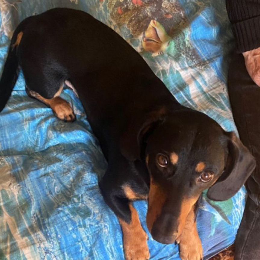 Такса, щенок