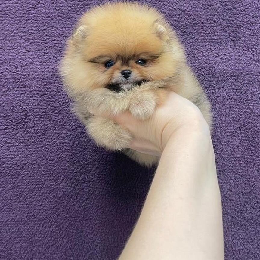 Шпиц, мальчики и девочки