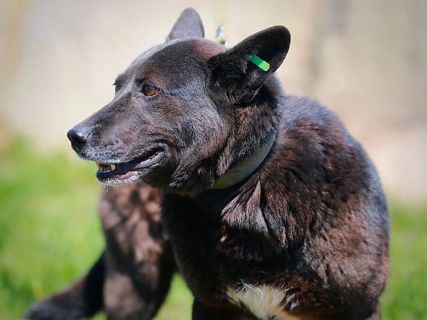 Стерилизованная собачка Ирма в добрые руки