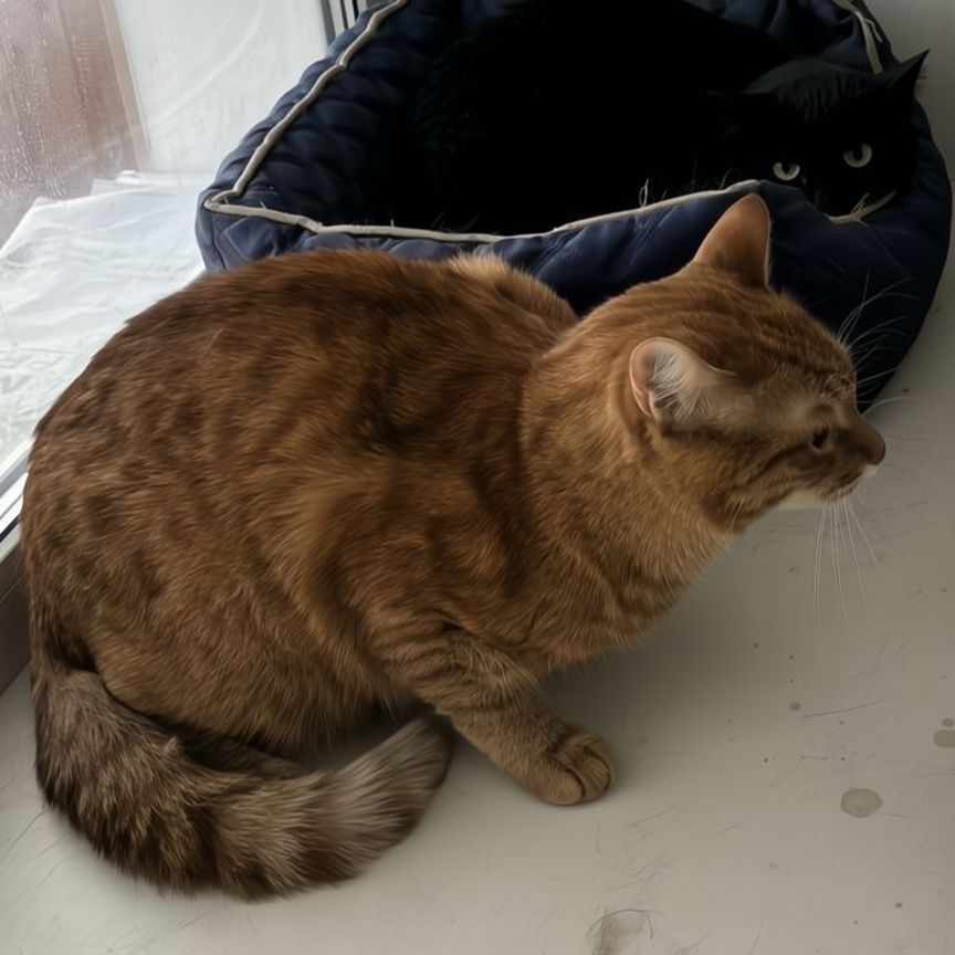 Взрослый кот в добрые руки