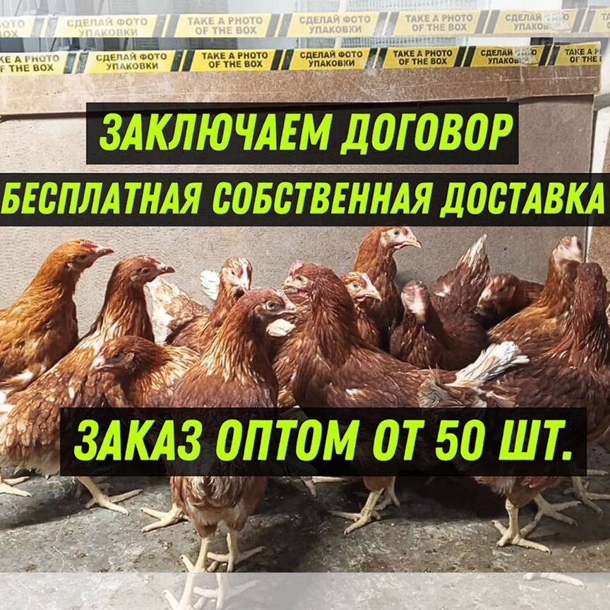 Курочки несушки в рассрочку