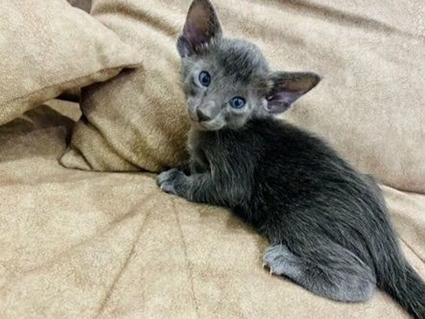 Ориентальные котята