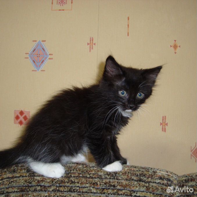 Весёлые чёрно-белые котята в дар