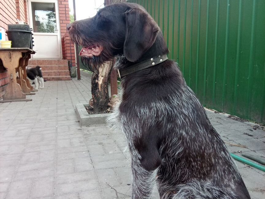 Щенок дратхаара