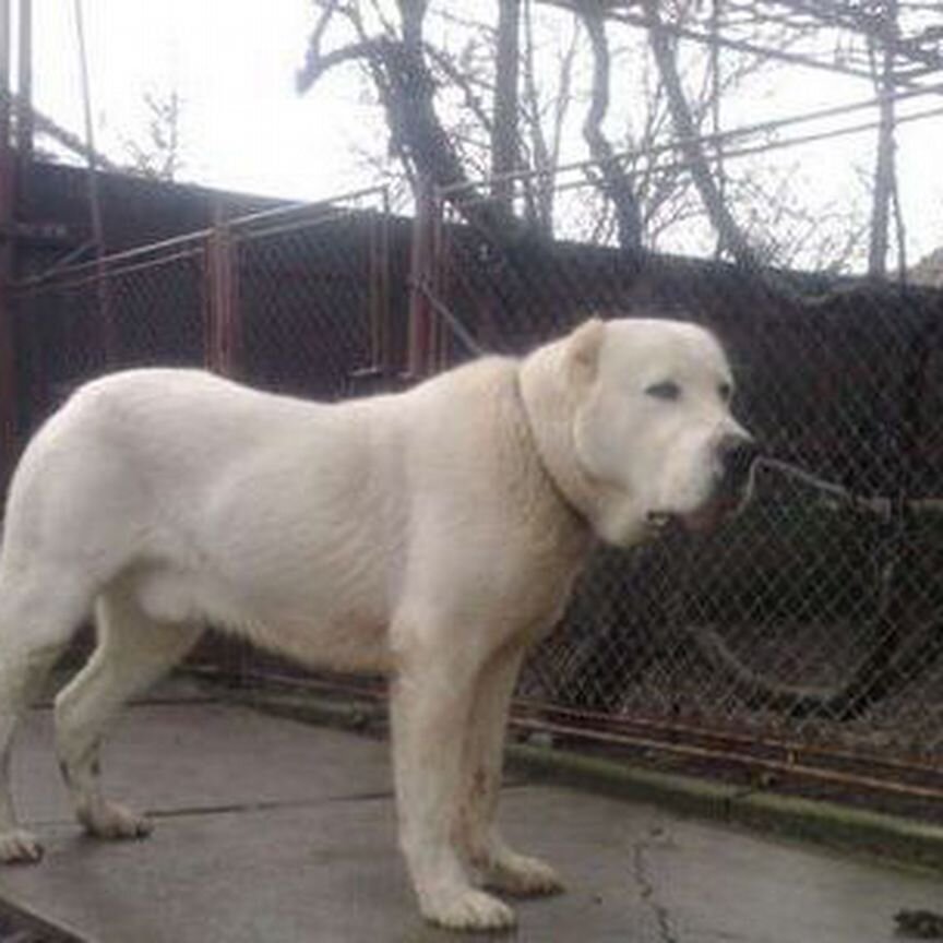 Щенки крупной породы