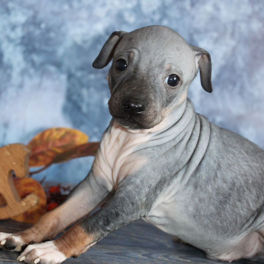 Американский голый терьер щенки