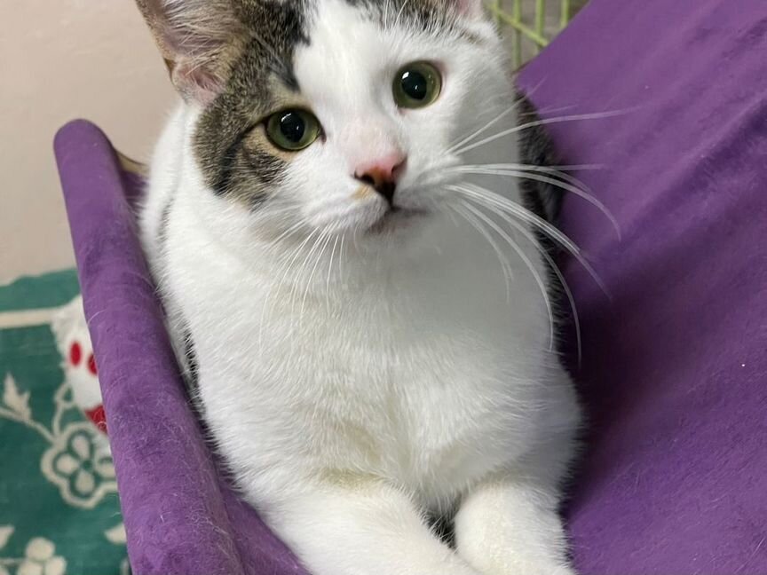 С веселым котиком каждый день в радость