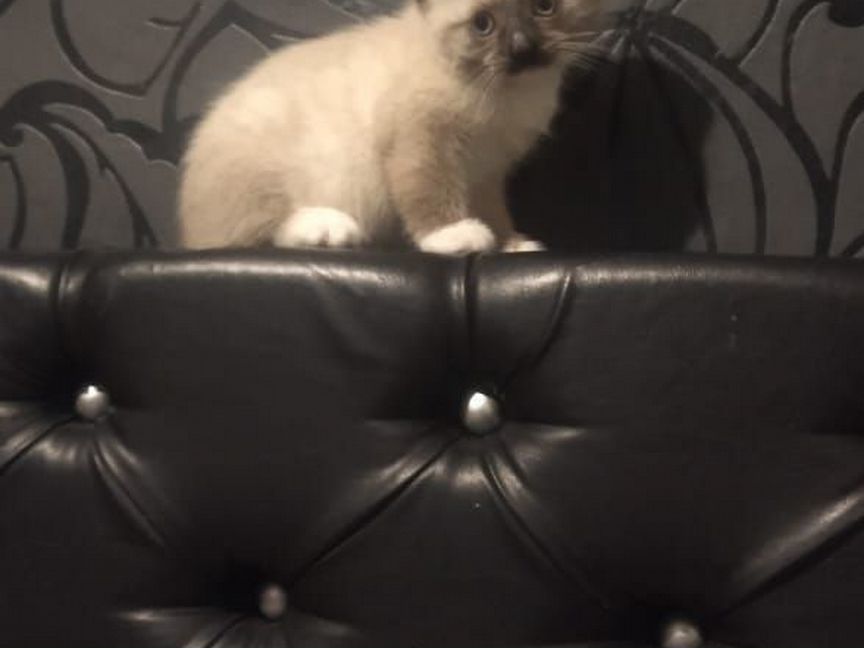 Красивые котята. Девочка и мальчик. Кушают всё