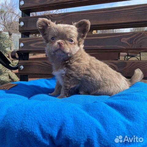 Лиловая Стандартная Дива