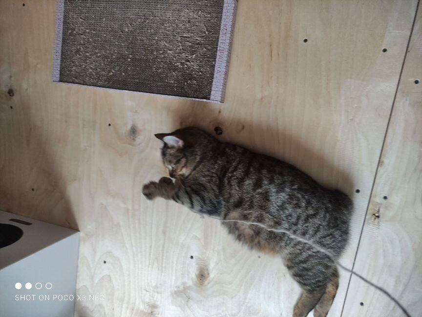 Ищет теплый дом и заботливые руки кошечка Маруся
