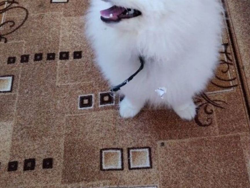 Померанский шпиц