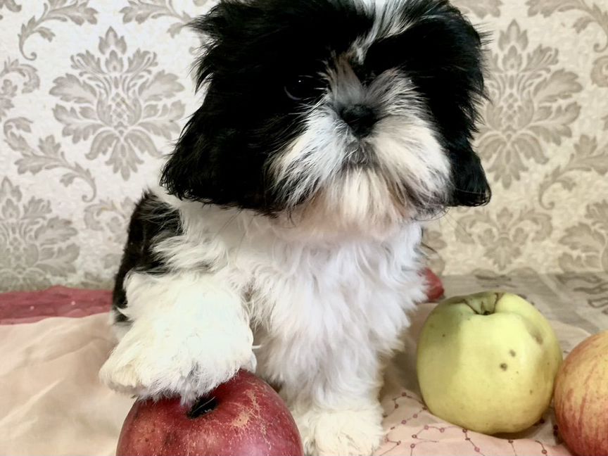 Девочка ши-тцу 3 мес