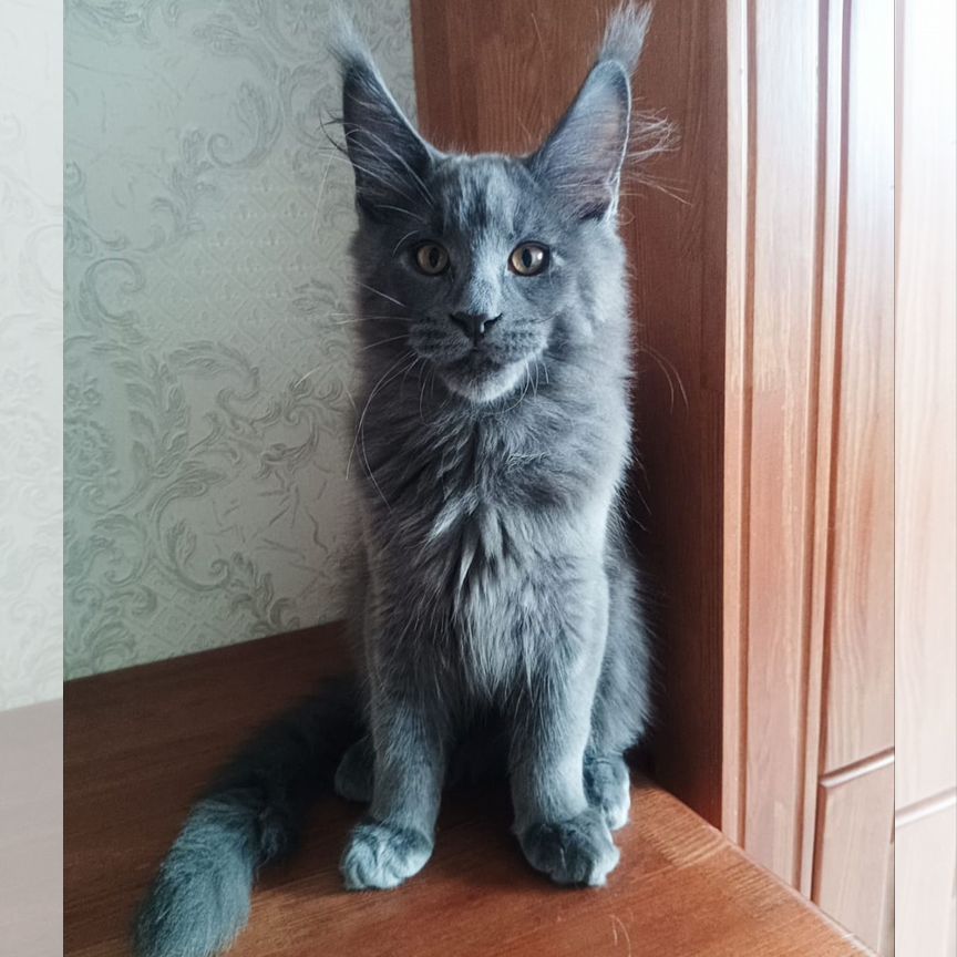 Мейн-кун котенок