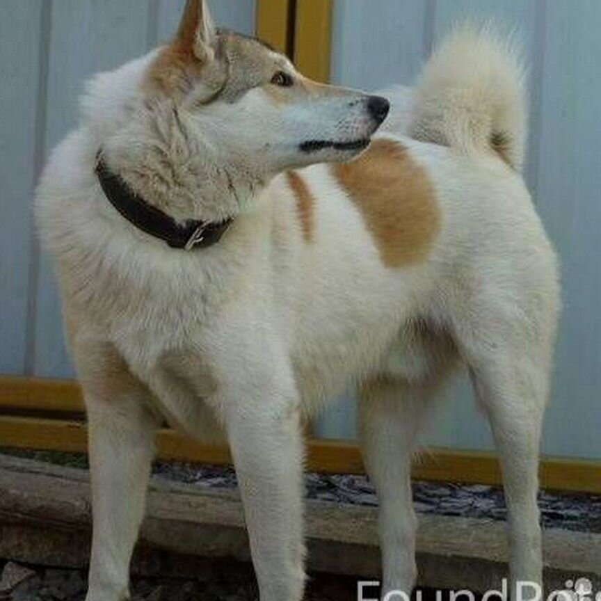 Западносибирская лайка, взрослая собака