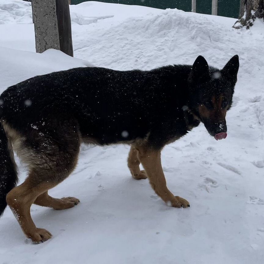 Немецкая овчарка, взрослая собака