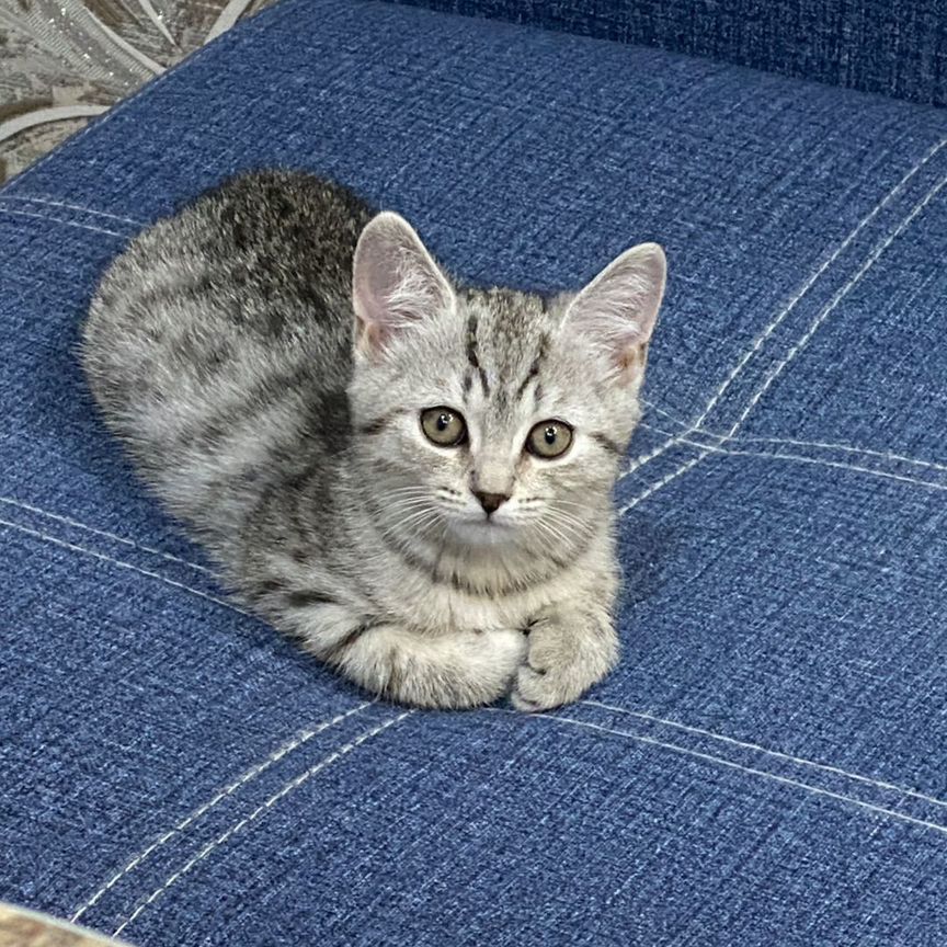 Шотландский котик