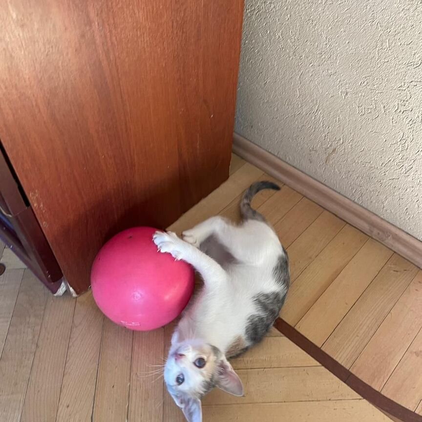 Котенок девочка в хорошие руки