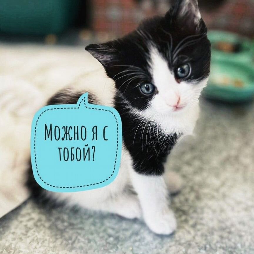 Котенок Бублик в добрые руки