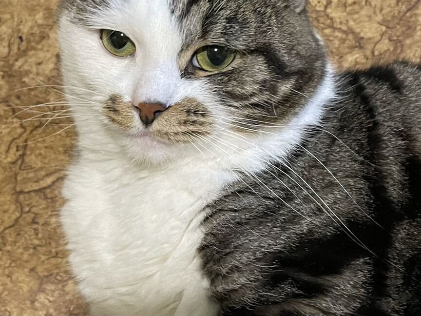 Кот в добрые руки