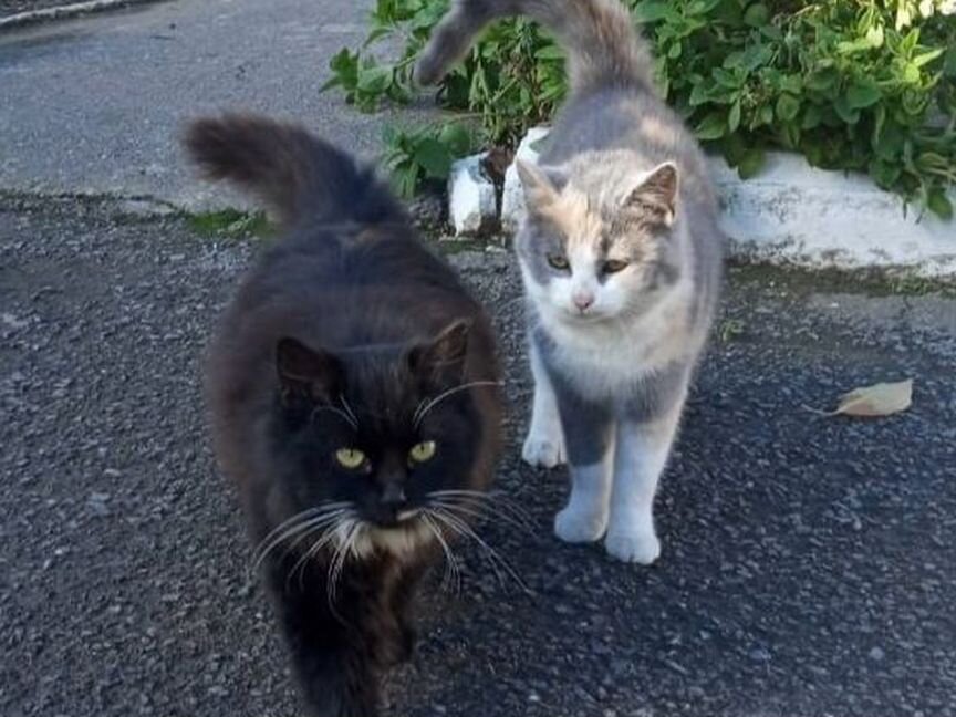 Кошки-мышеловки 8-9 месяцев