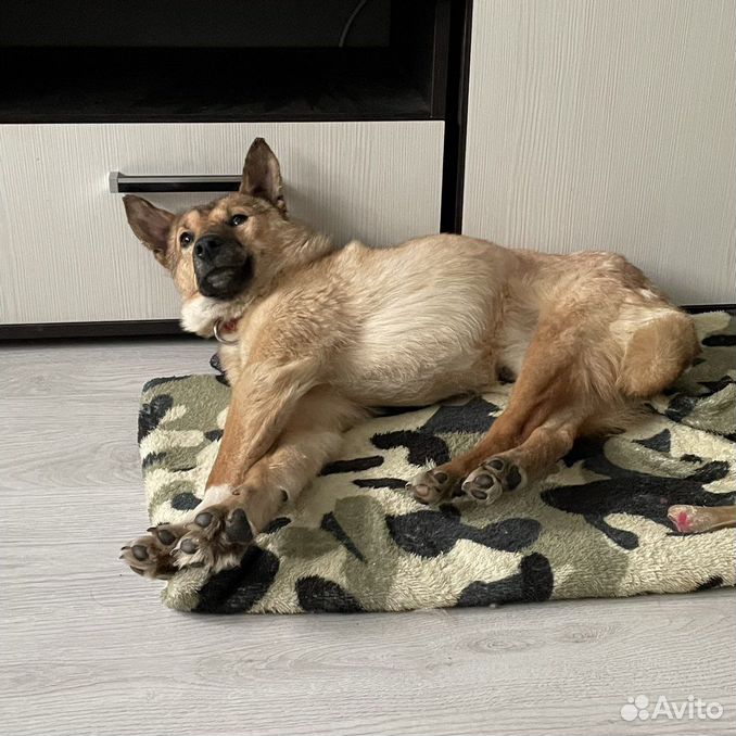 Песик Фоксик