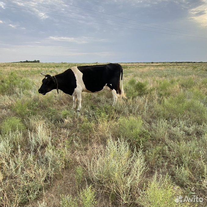 Молочная корова